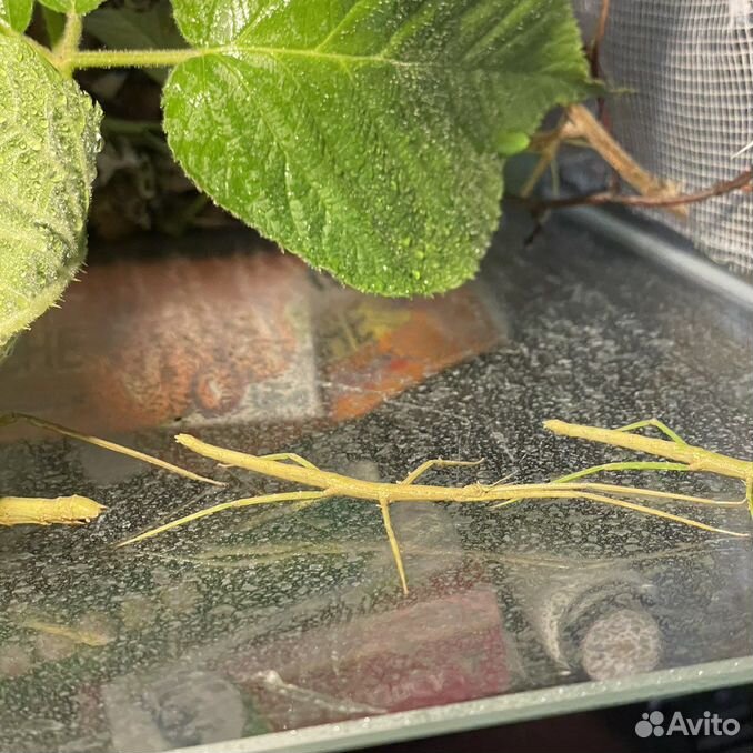 Анамский палочник