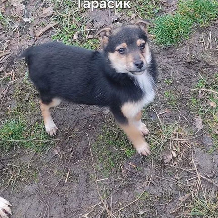 Малыш Тарасик, 3 месяца, ищет дом