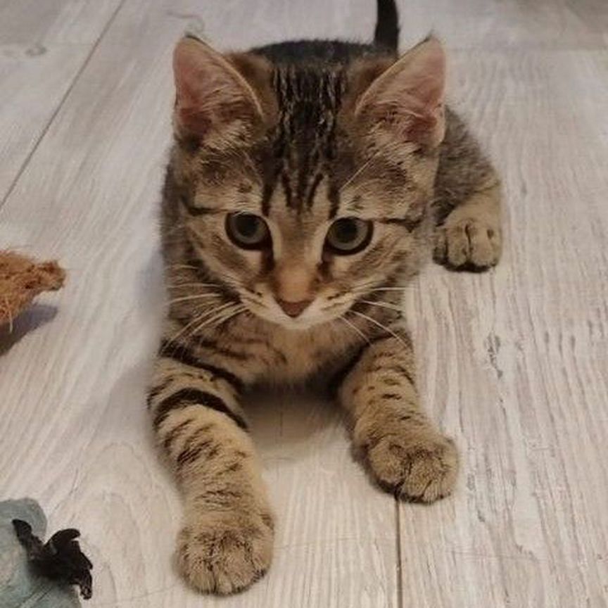Тигровая девочка котенок