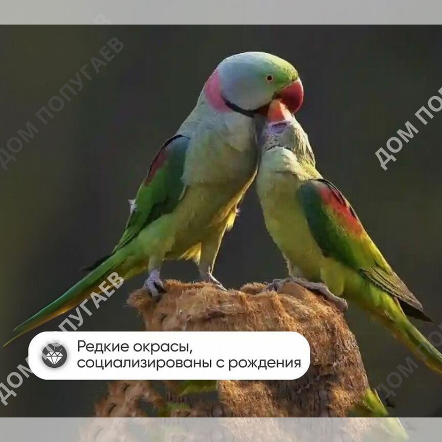 Попугай Александрийский