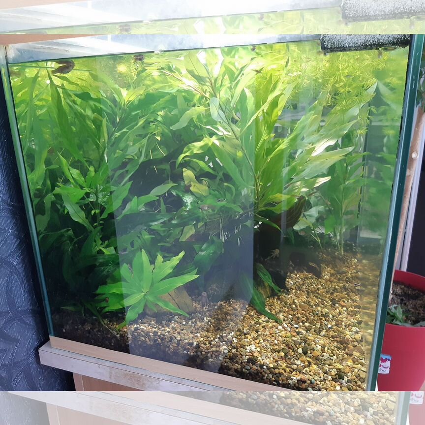 Гуппи эндлера, роголистник, гигрофила лимонник