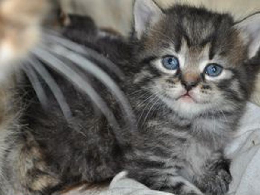 Котятки сибирские малютки