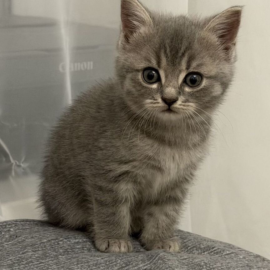 Британский короткошёрстный котёнок