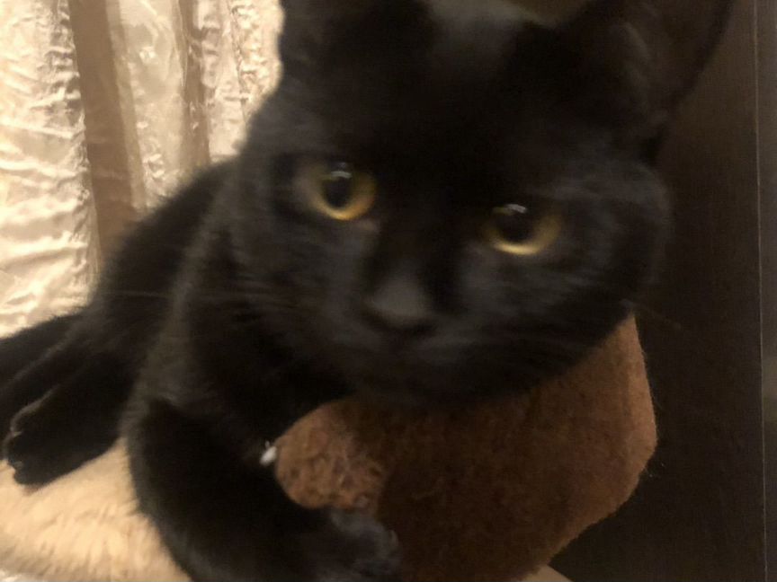 Котик в добрые руки