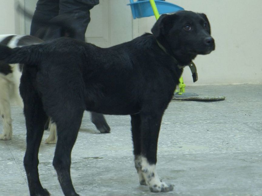 Ищу семью щенку