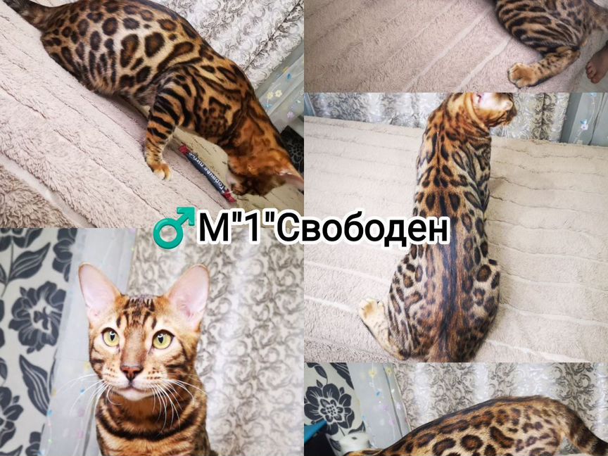 Котята бенгальские осталось 4