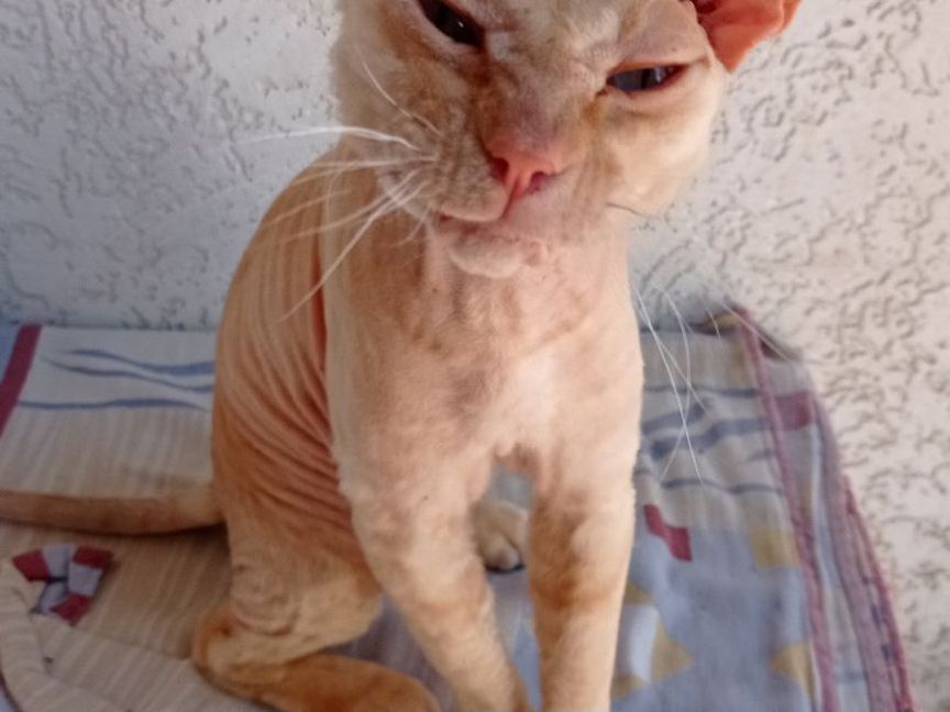 Кот сфикс-браш