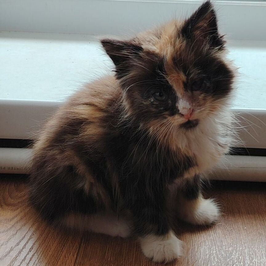 Котята отдам в добрые руки бесплатно