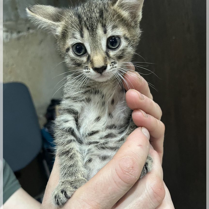 Котёнок в добрые руки