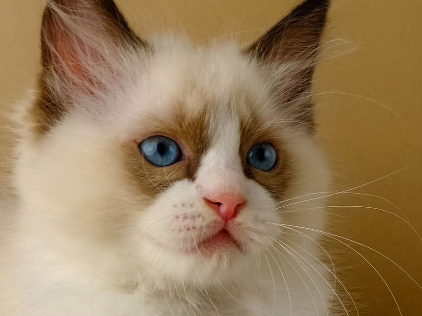 Рэгдолл (ragdoll) мальчик от питомника