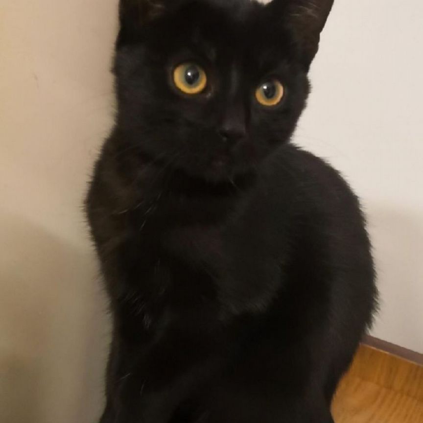 Кошечка ждёт свою семью