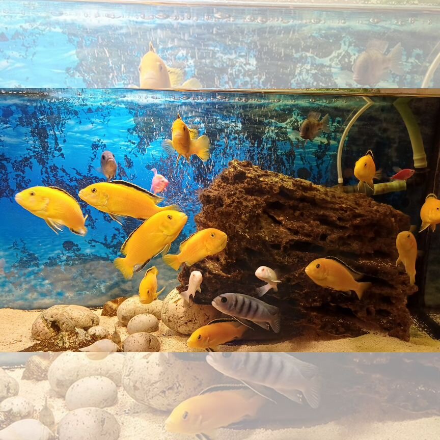 Цихлиды лабидoхpомиc eллоу взрослые самцы