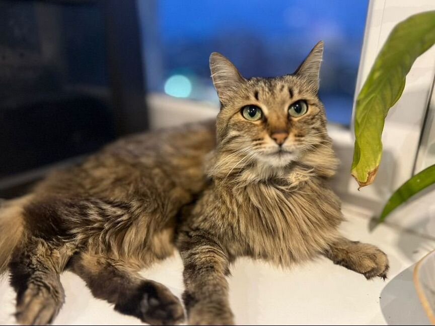Сибирская кошка в добрые руки, стерилизована