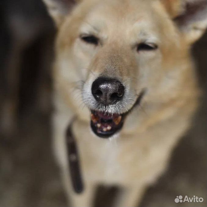 Невероятный Фокс ищет дом