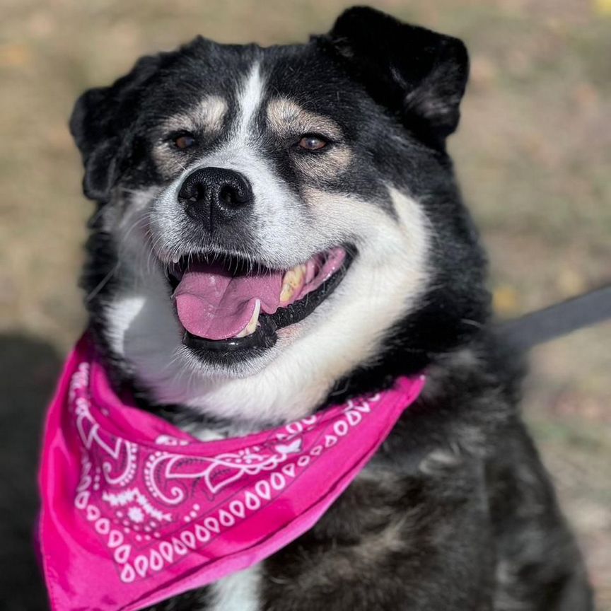 Очаровательный некрупный пёс из приют ждё хозяина