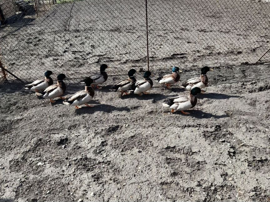 Подсадные утки