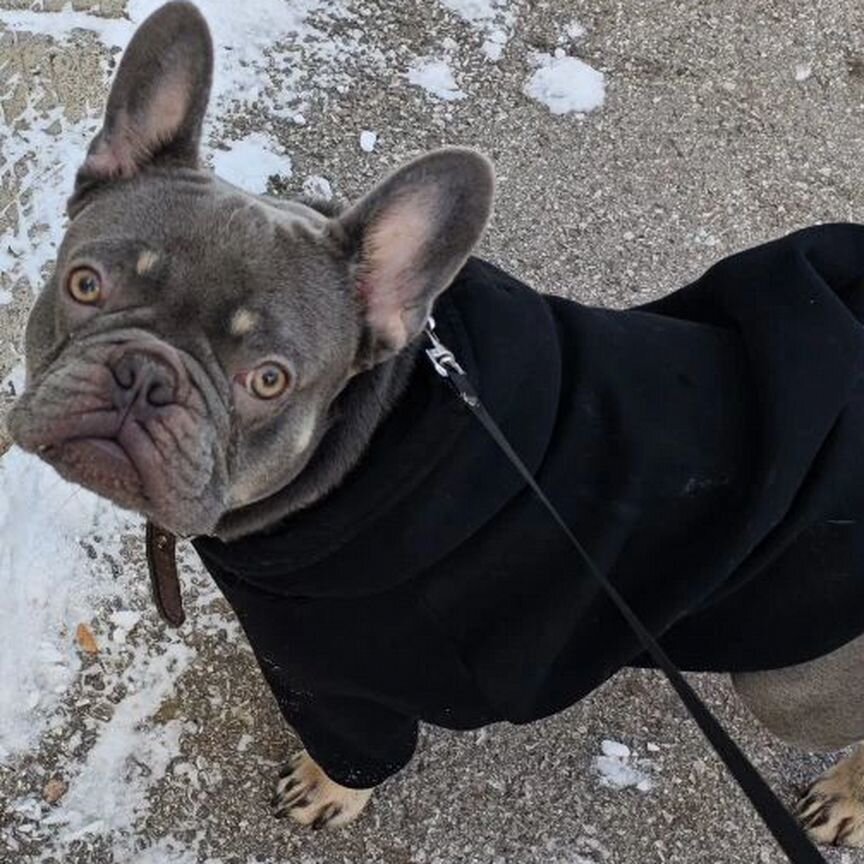 Французский бульдог, вязка