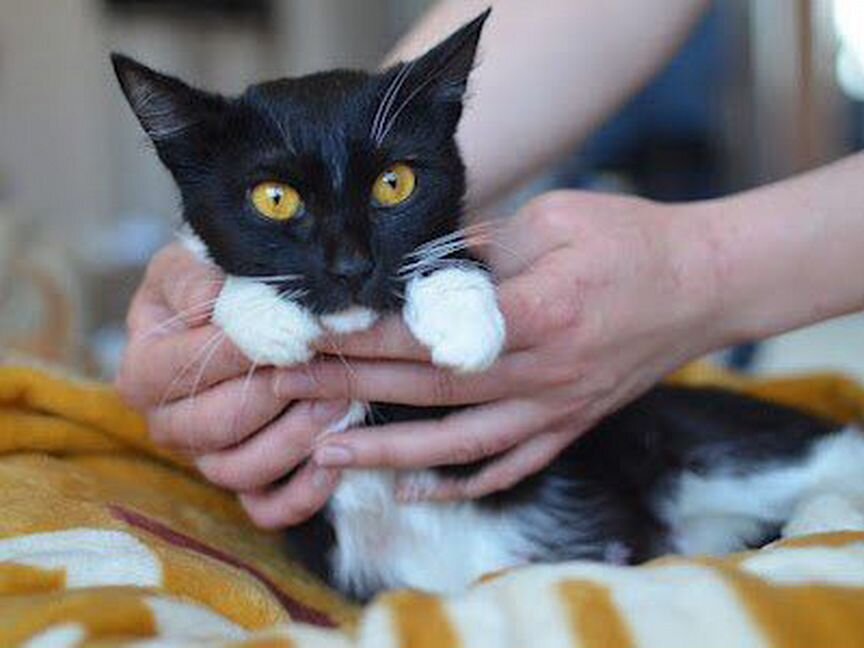 Кошечка кокетка