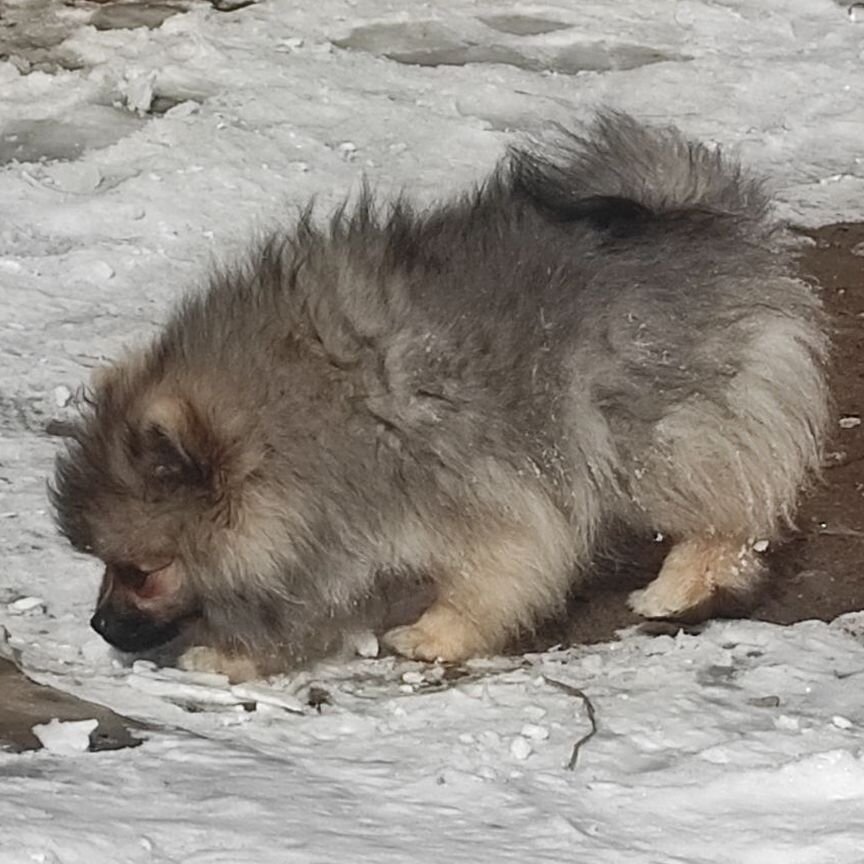 Померанский шпиц