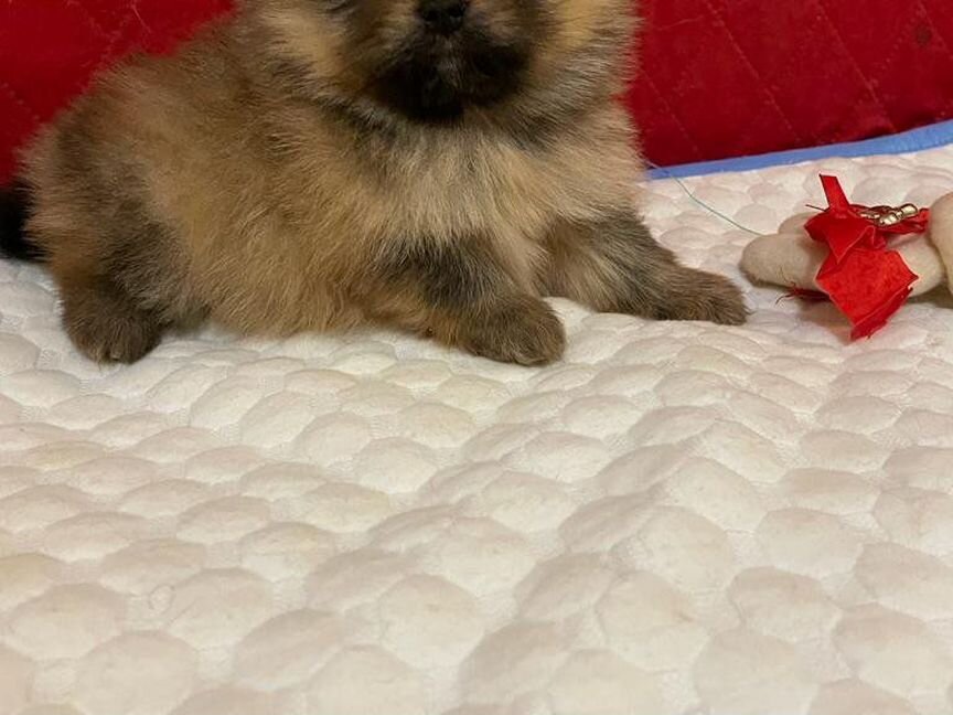 Померанский шпиц большой выбор щенков