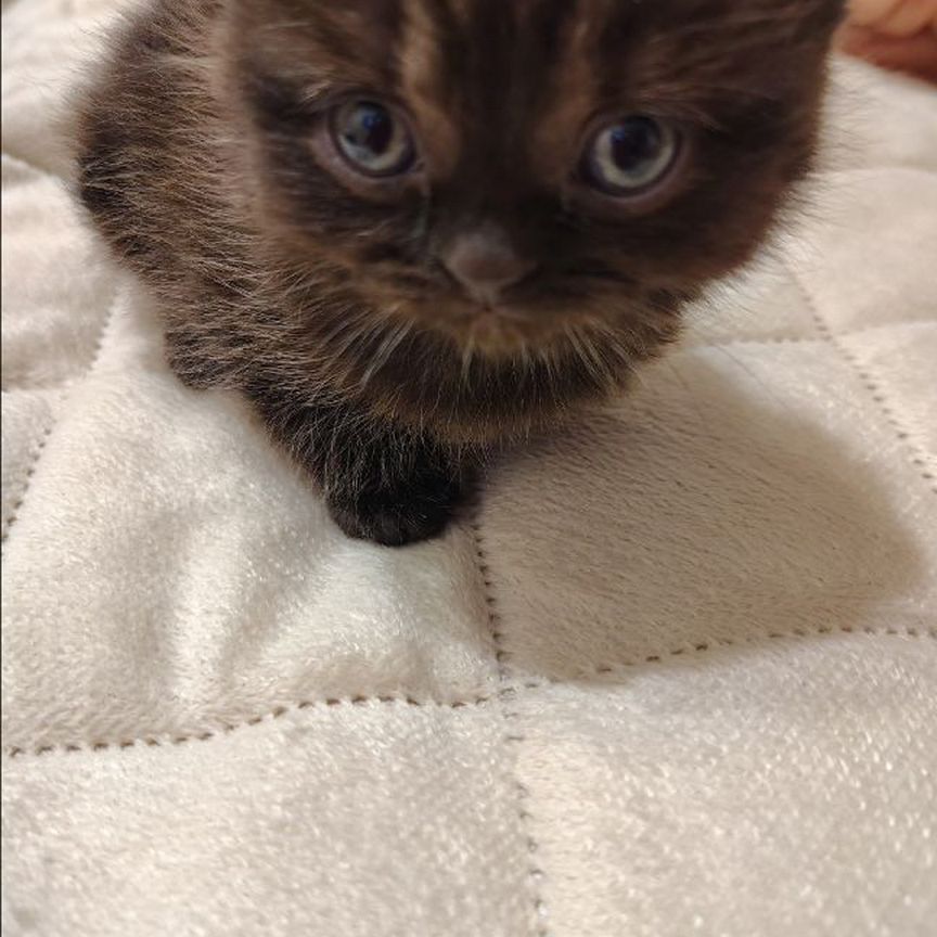 Шотландский вислоухий короткошёрстный котёнок
