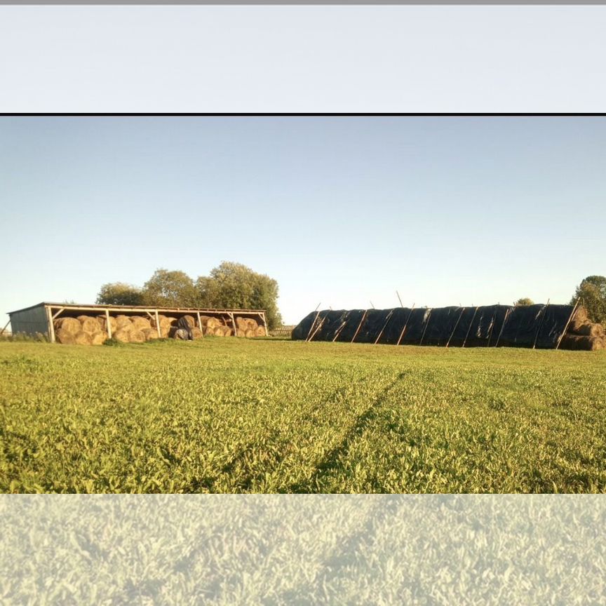 Продам сено в рулонах