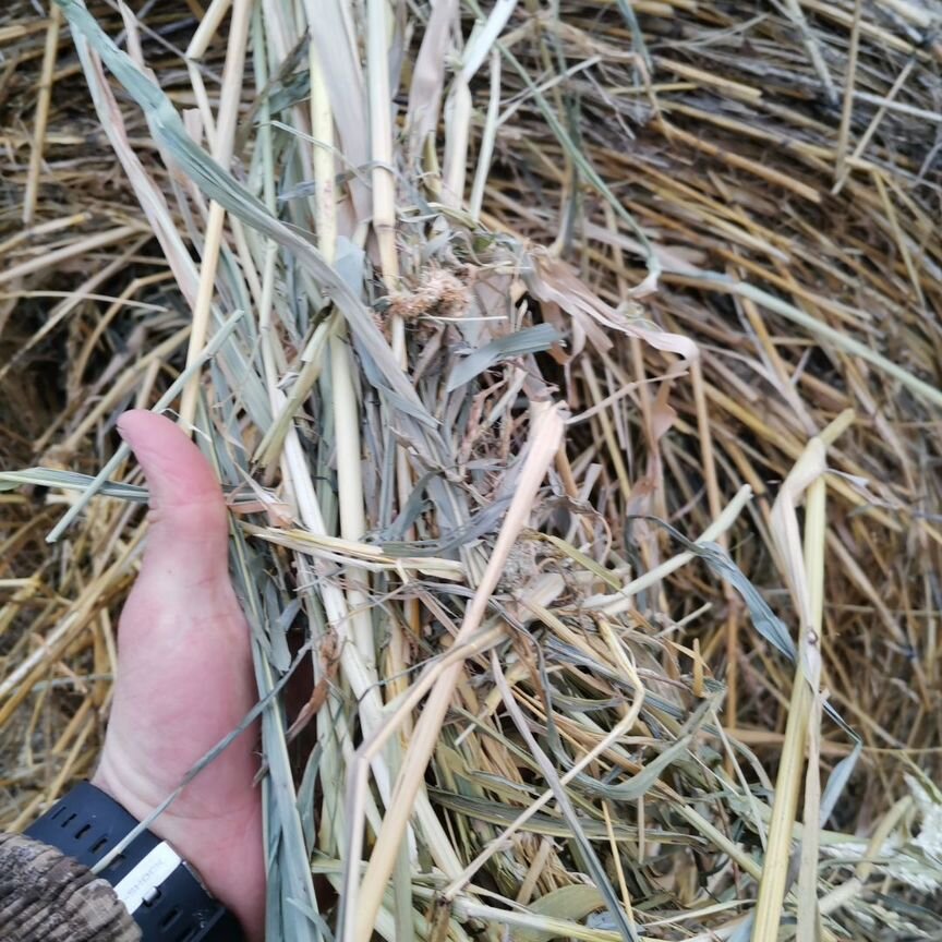 Сено, суданка в рулонах