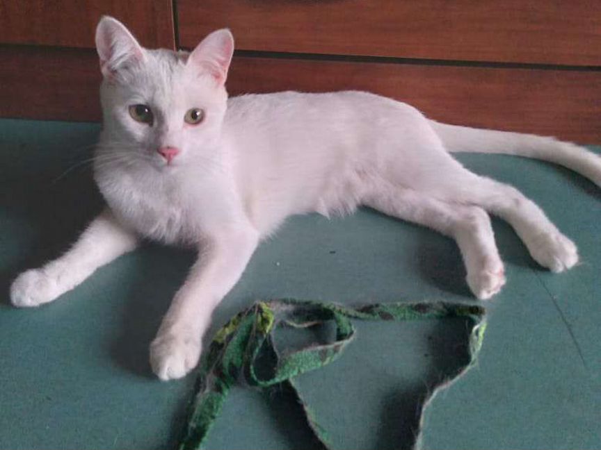 Кошка