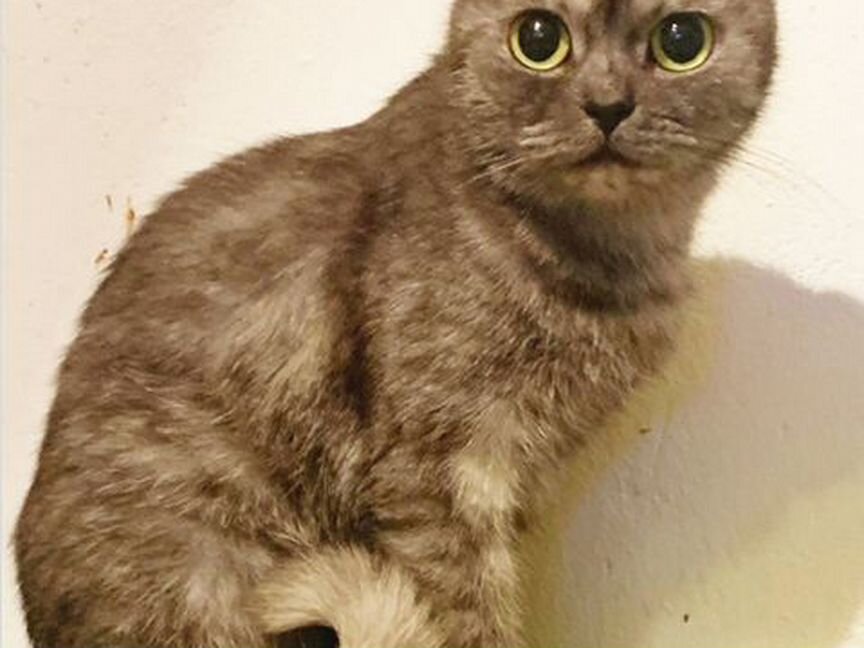 Кошечка Элис. Стерильна.Привита. Ласкова