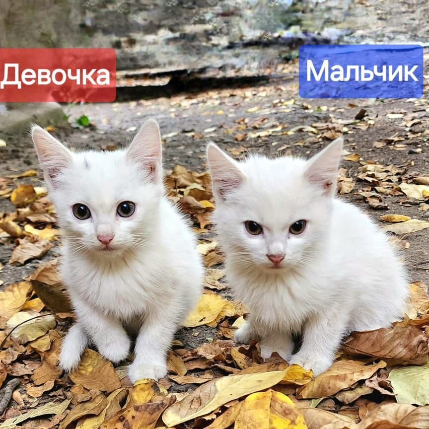 Котята