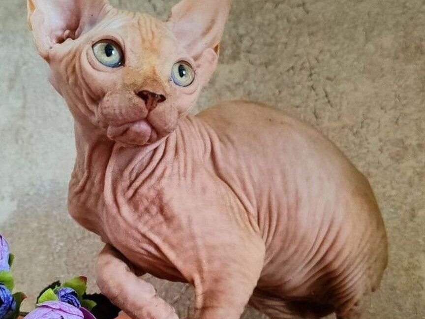 Канадский сфинкс девочка
