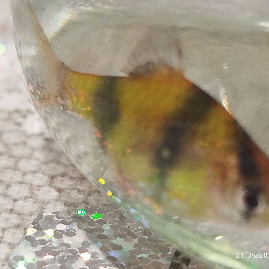 Аквариумные рыбки