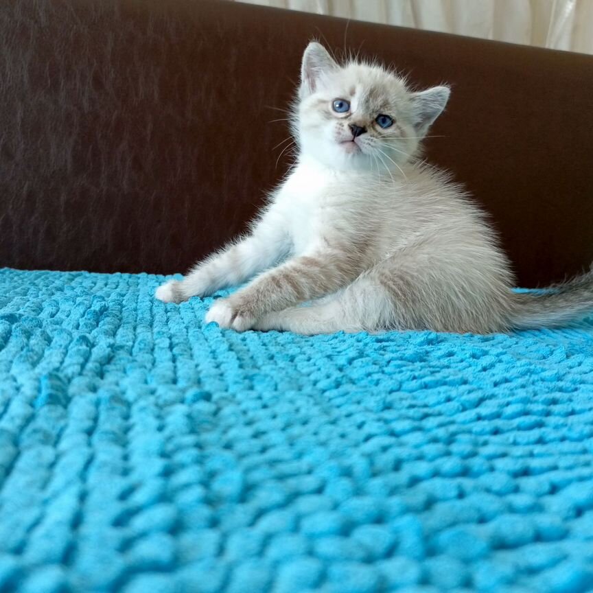 Котенок девочка 1 мес серебристая