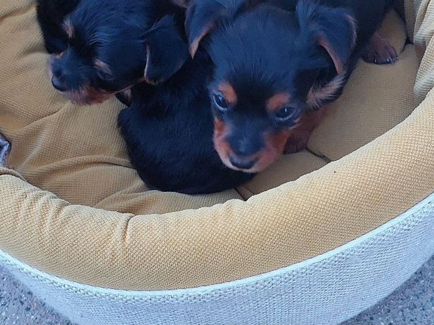 Продажа щенков йоркширского терьера