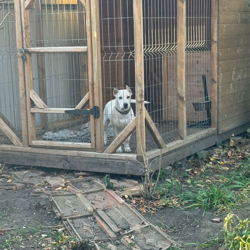 Стаффордширский терьер