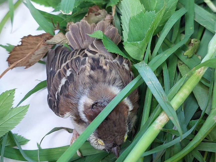 Птенчик выпал из гнезда