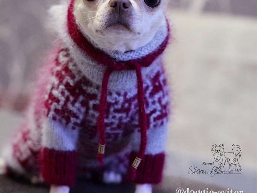 Вязаный комбинезон для чихуашки