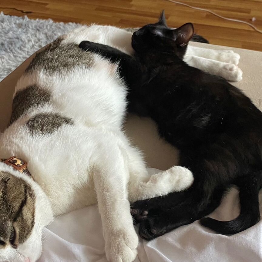 Кошки в добрые руки