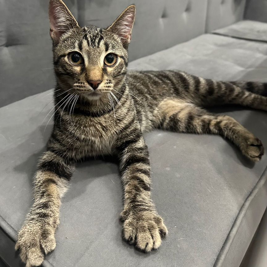 Котёнок в добрые руки