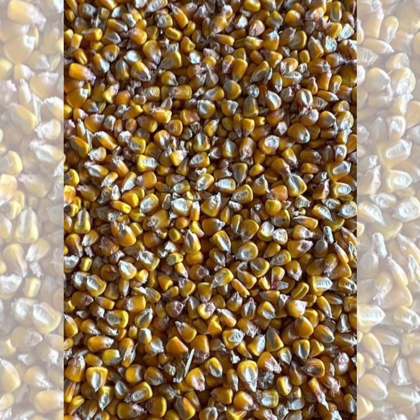 Кукуруза зерно