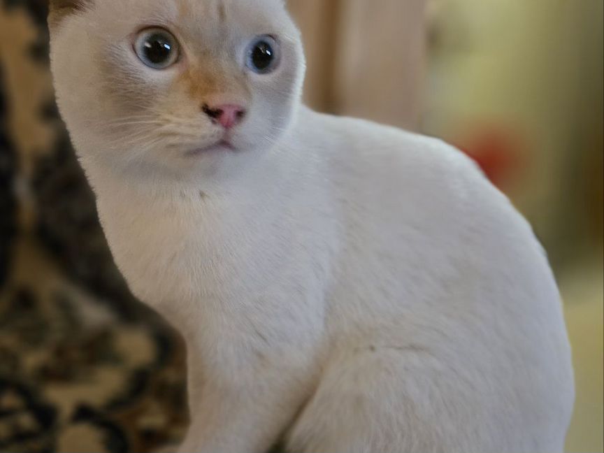 Кошка сиамская рэд поинт