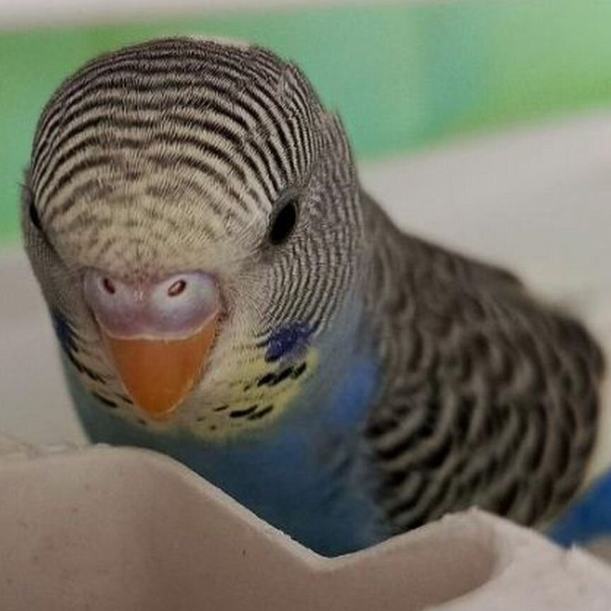 Птенец волнистый попугай