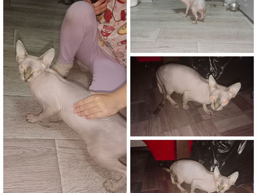 Канадский сфинкс