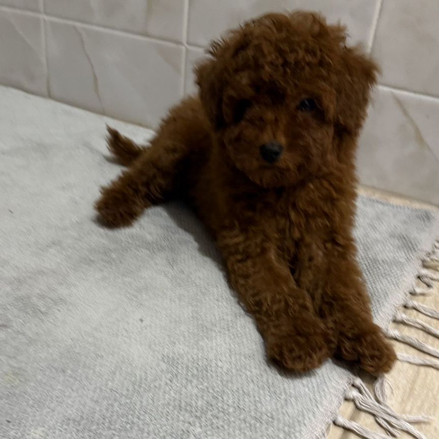 Той-пудель, щенок