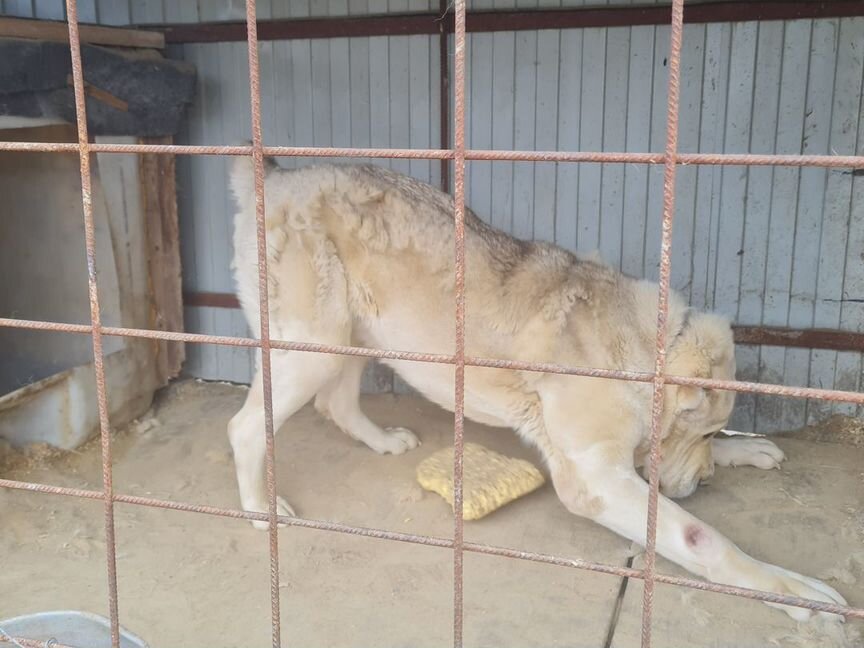 Собака в добрые руки алабай бесплатно