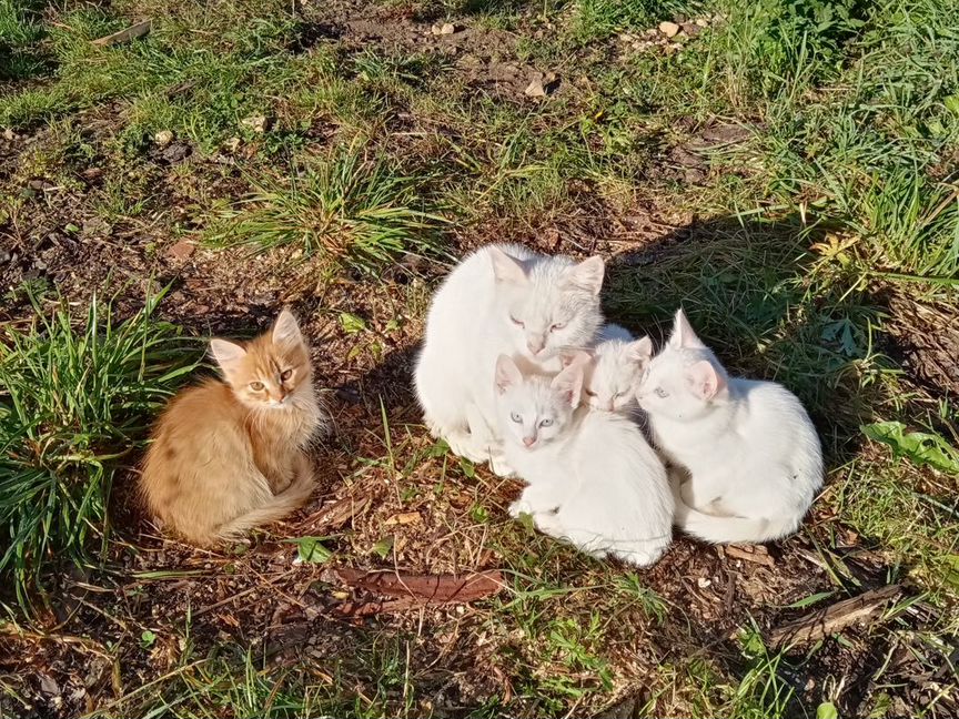 Бездомные котята ищут хозяев