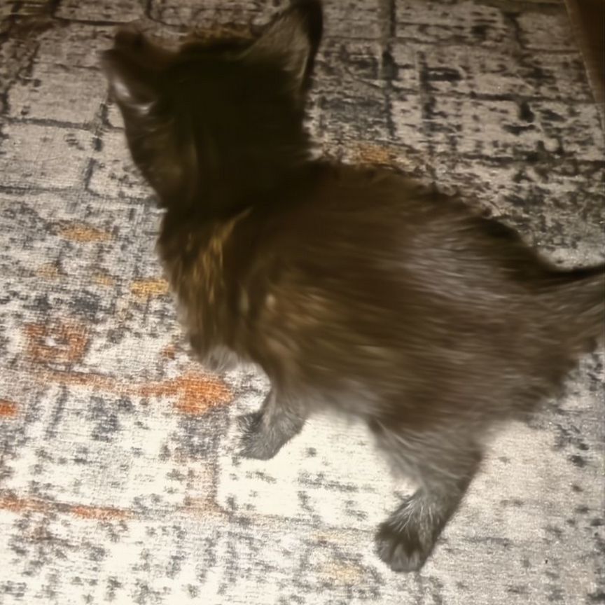 Сиамский котёнок