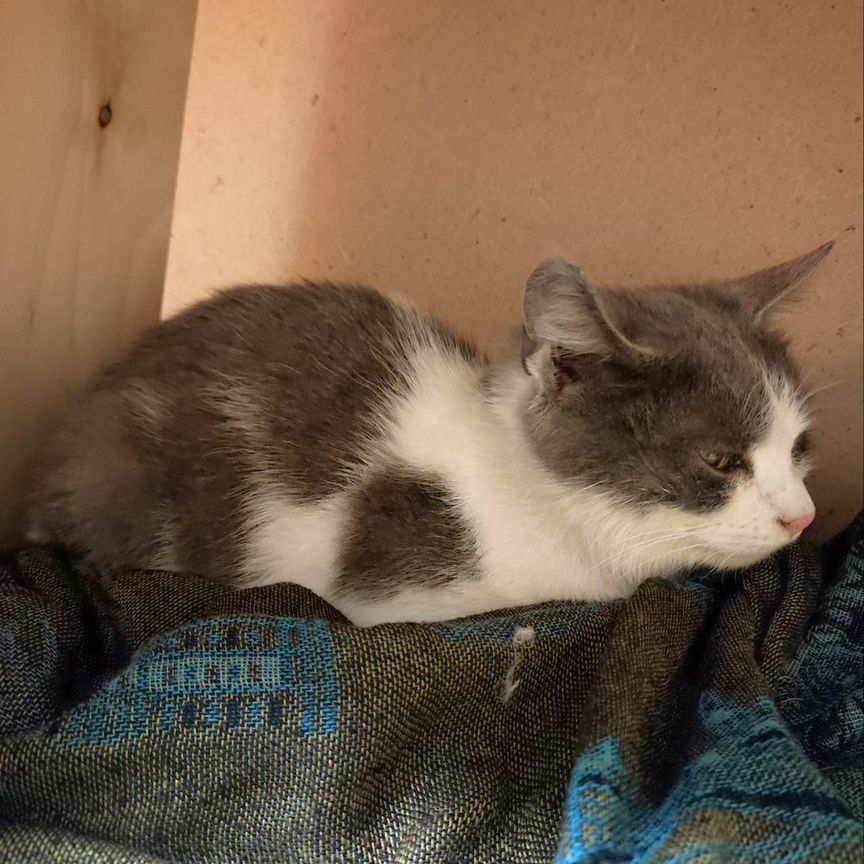 Котёнок маленький девочка