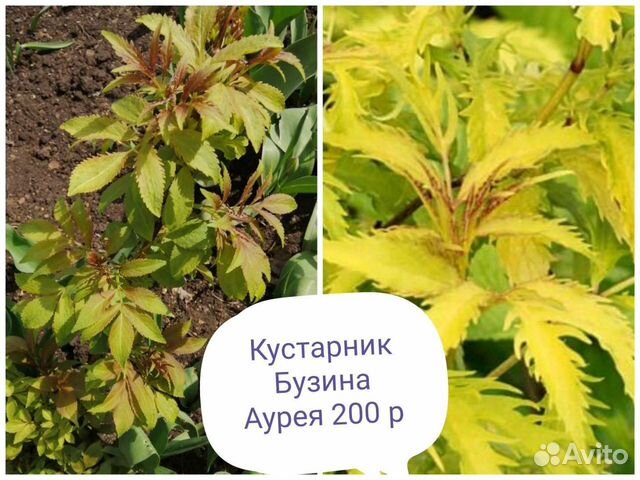 Садовые цветы многолетники купить в Магнитогорске | Товары для дома и ...