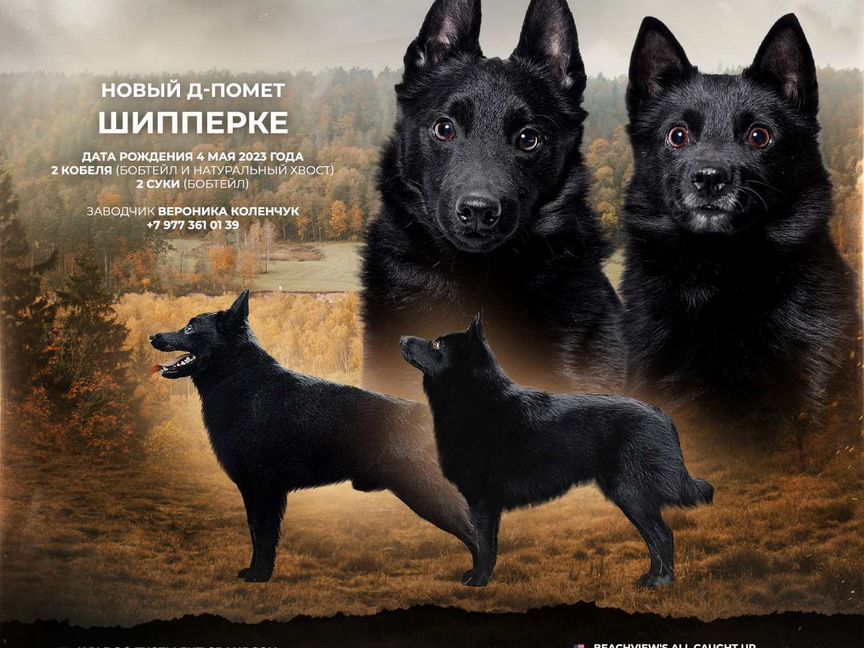 Щенок шипперке (схипперке)